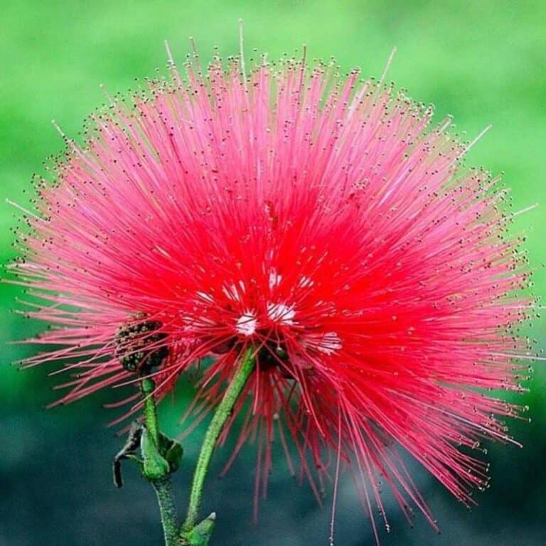 Growing Powder Puff Trees: How To Care For Calliandra Plants