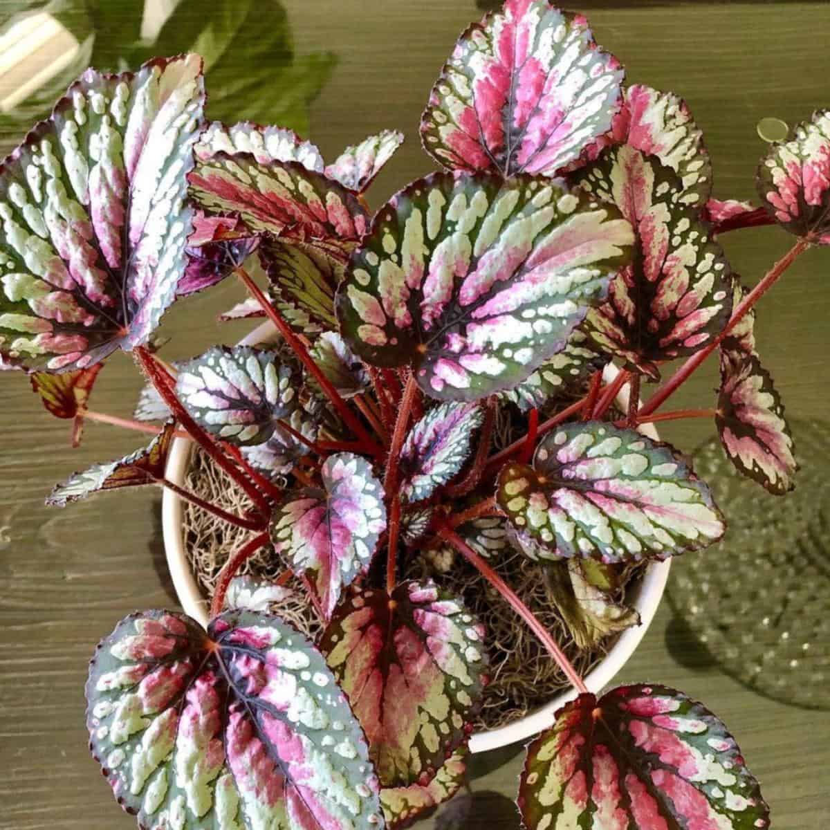 Rex Begonia Care: Tips For Growing Painted-Leaf Begonias [DETAILS]