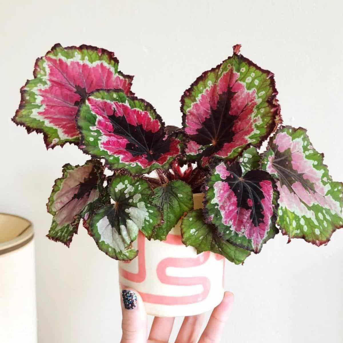 Rex Begonia Care: Tips For Growing Painted-Leaf Begonias [DETAILS]