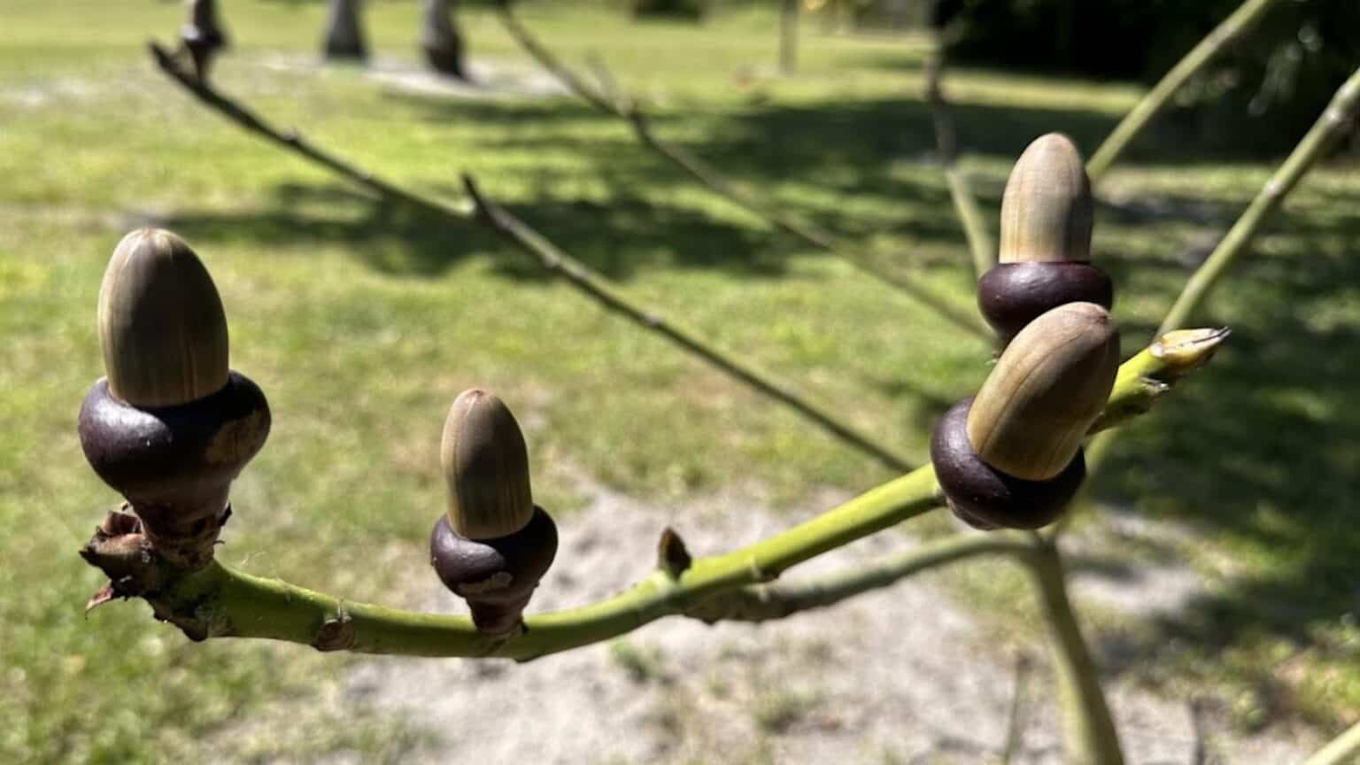 How To Grow The Shaving Brush Tree: Pseudobombax Ellipticum