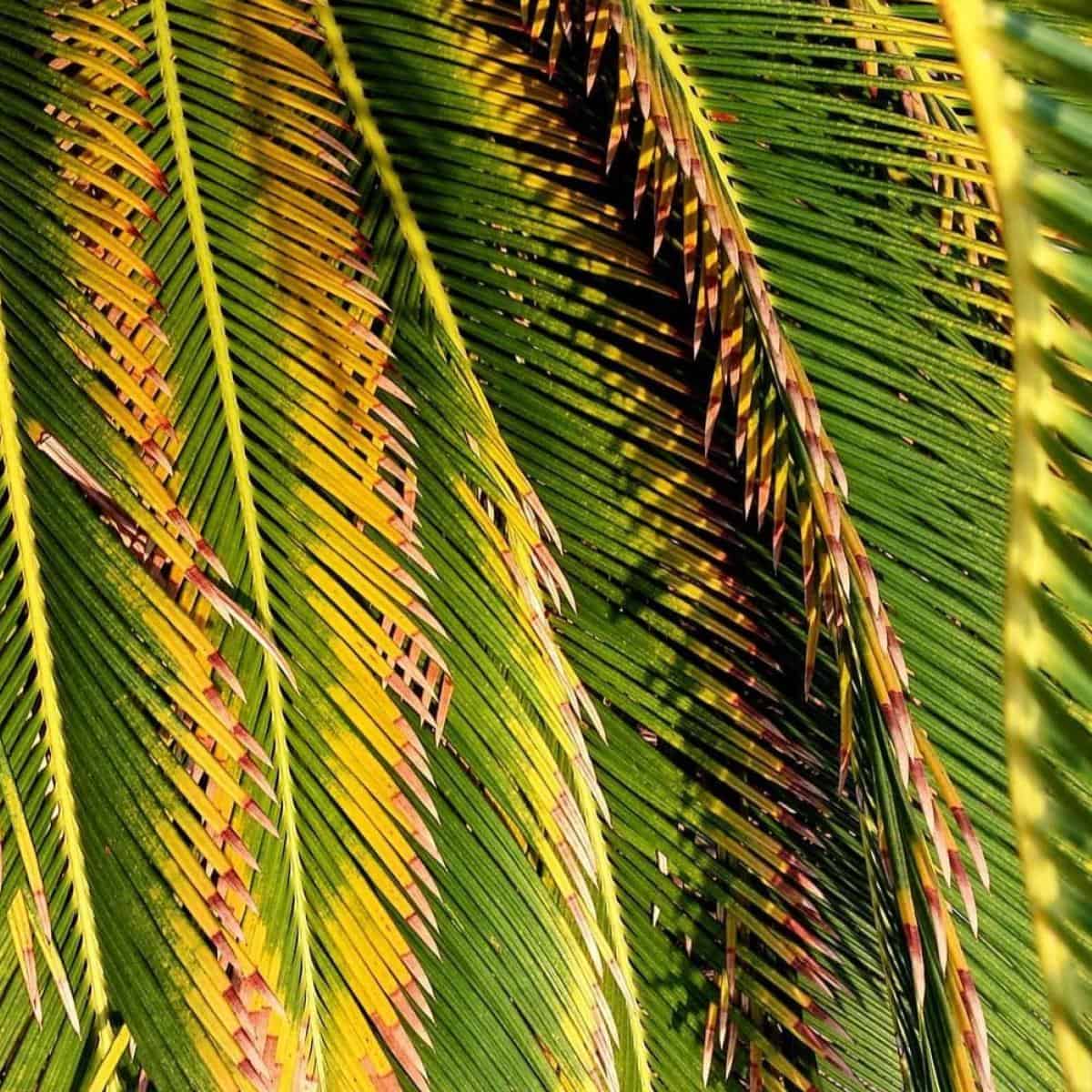 Sago Palm Turning Yellow: 7 Reasons For Sago Palm Yellow Leaves