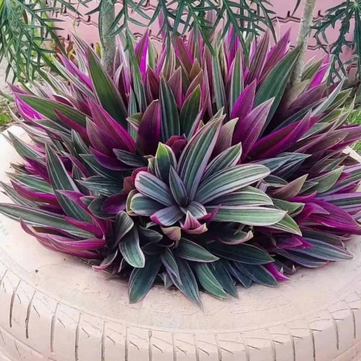 How To Care For Oyster Plant Tradescantia Spathacea