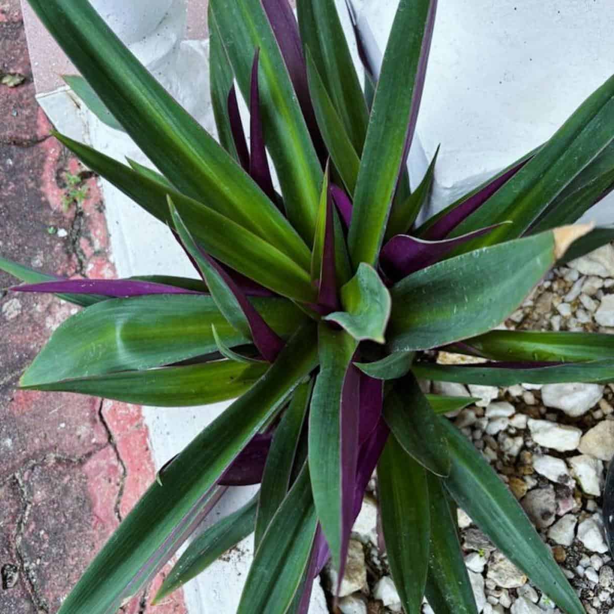 How To Care For Oyster Plant Tradescantia Spathacea