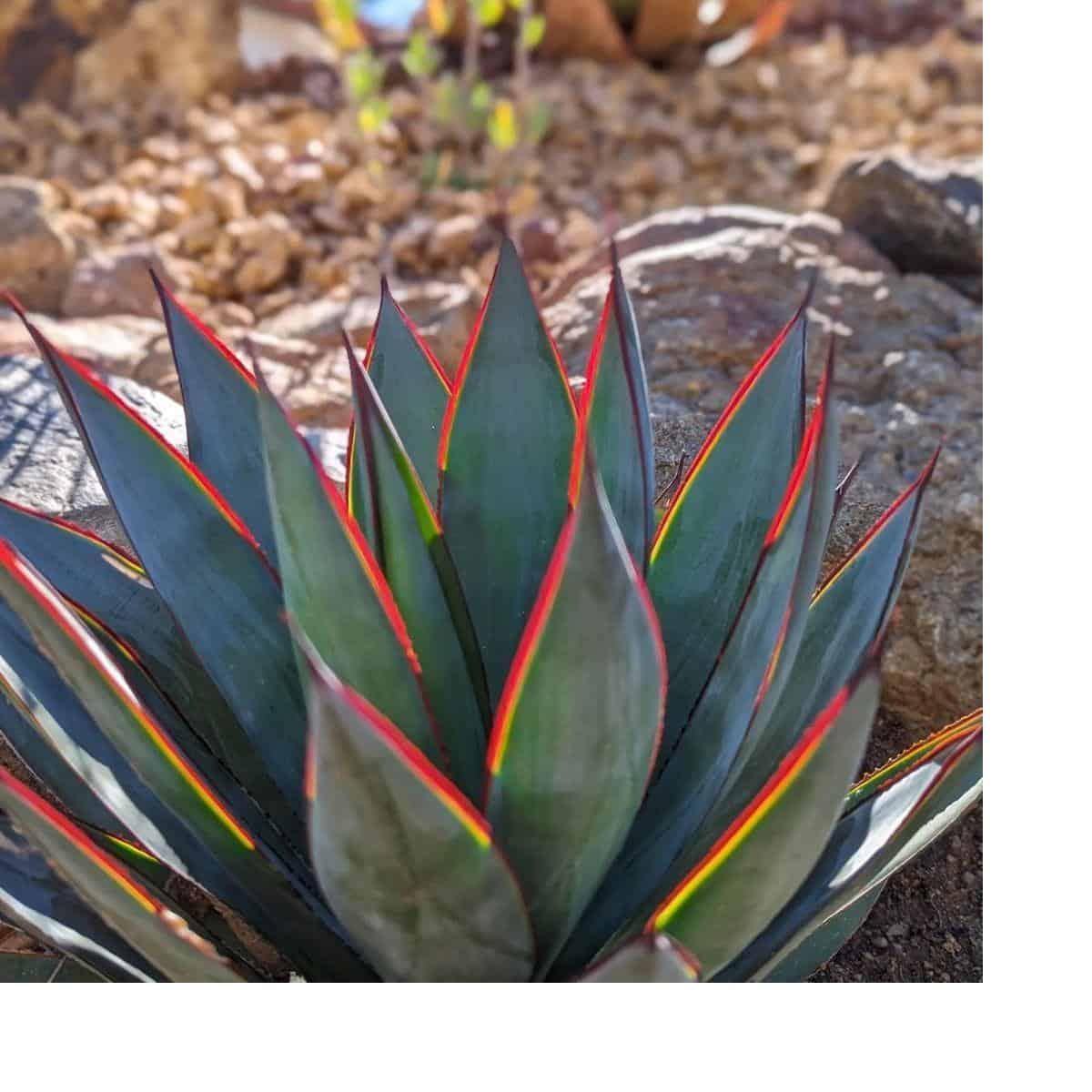 Learn Agave Blue Glow Growing and Care