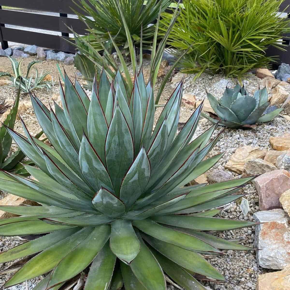 Learn Agave Blue Glow Growing and Care