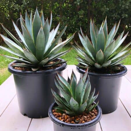 Learn Agave Blue Glow Growing and Care
