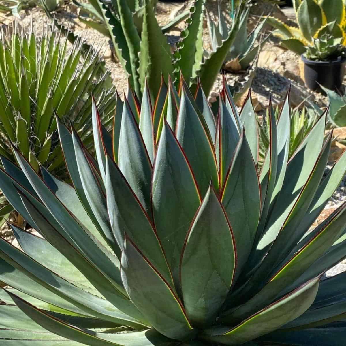 Learn Agave Blue Glow Growing and Care