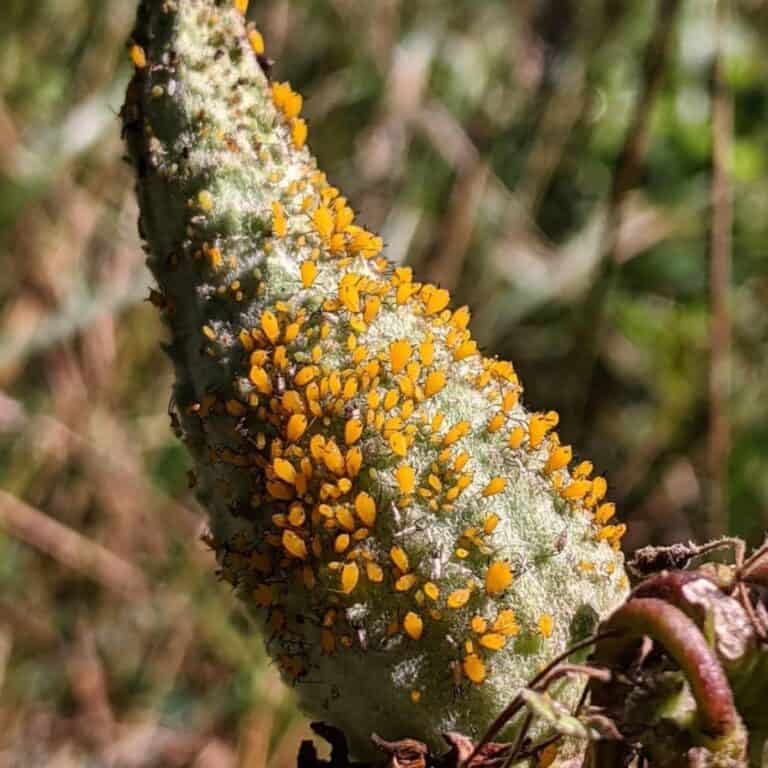 Oleander Aphids: What Are They and How To Get Rid Of Them?