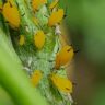 Oleander Aphids: What Are They and How To Get Rid Of Them?