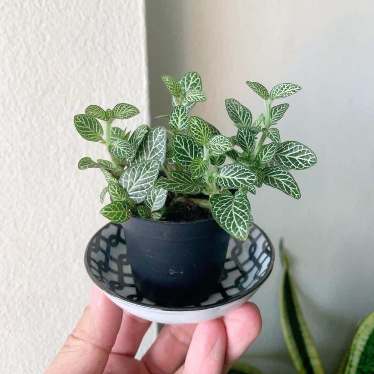 Fittonia Albivenis Care: The “White Veins” Nerve Plant