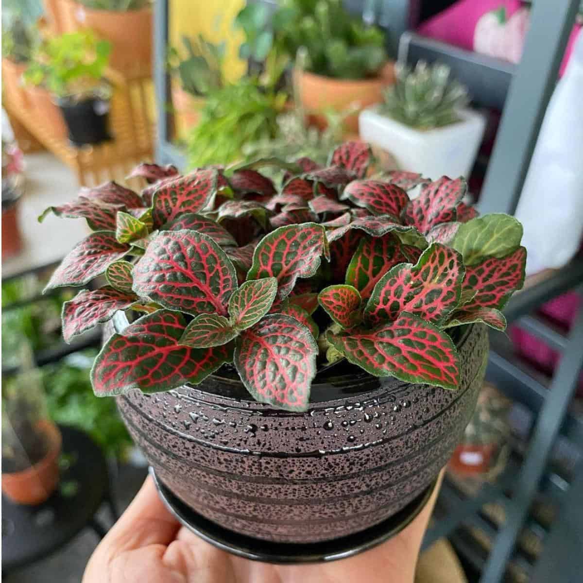 Fittonia Albivenis Care: The “White Veins” Nerve Plant
