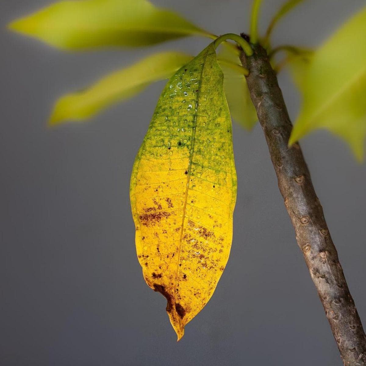 Cool Plumeria Leaves Turning Yellow Photos