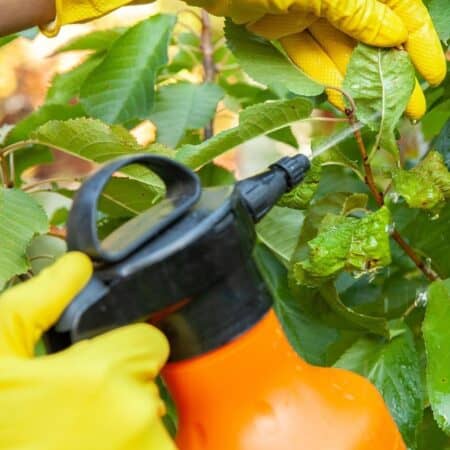 Homemade Insecticidal Soap: How To Make DIY Recipe