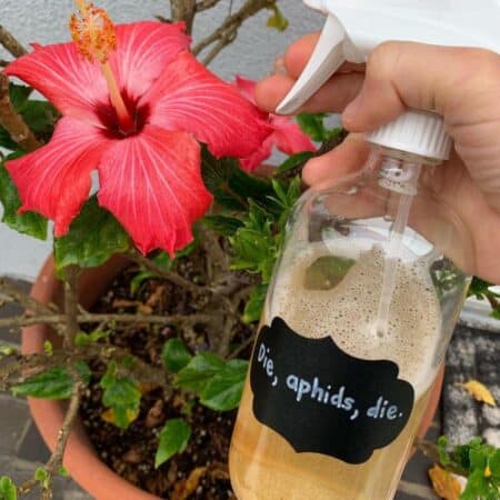 Homemade Insecticidal Soap: How To Make DIY Recipe