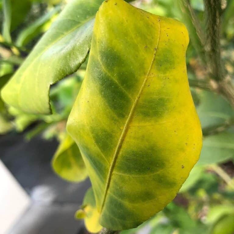 Why Are My Lemon Tree Leaves Turning Yellow And Curling?