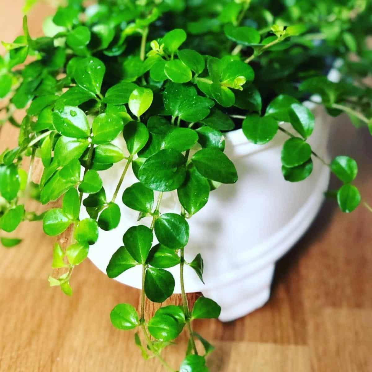 Peperomia Rotundifolia Care: Learn Tips On Growing Trailing Jade