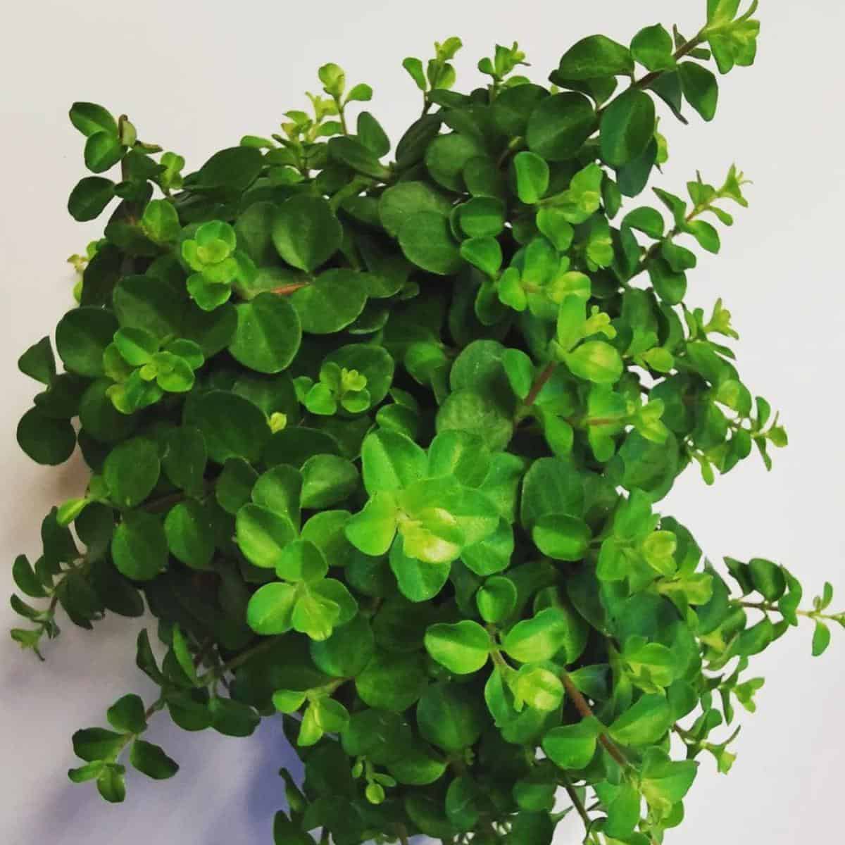 Peperomia Rotundifolia Care: Learn Tips On Growing Trailing Jade