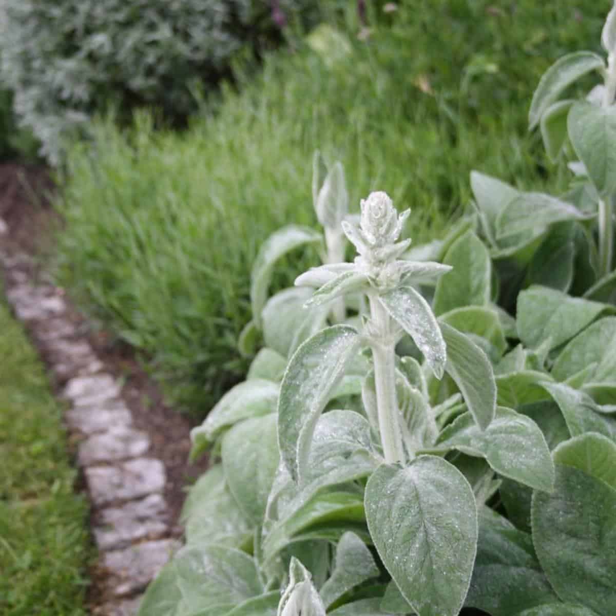 Lambs Ear Plant Care: How To Grow Stachys Byzantina