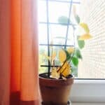 Why Are My Mandevilla Leaves Turning Yellow?