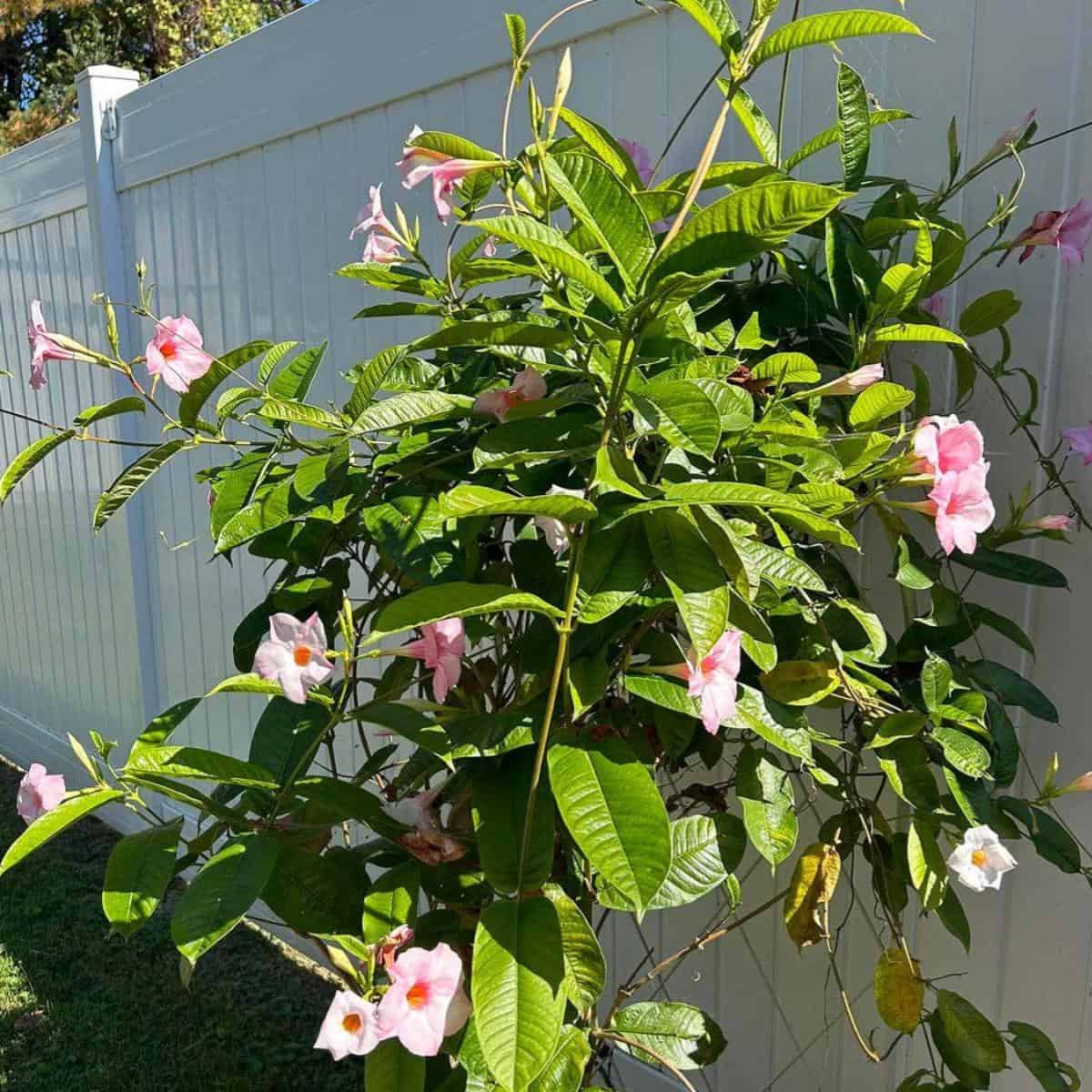 Why Are My Mandevilla Leaves Turning Yellow?