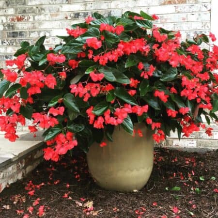 Dragon Wing Begonia Plant Growing And Care Tips
