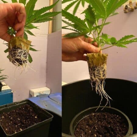How To Reduce Cannabis Transplant Shock | PlantCareToday