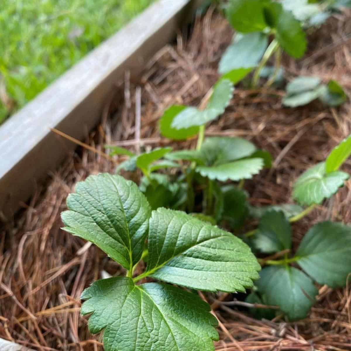 What Are The Pros and Cons Of Pine Needle Mulch?