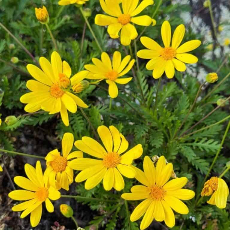 Euryops Bush Daisy: Stunning Blooms To Transform Your Garden