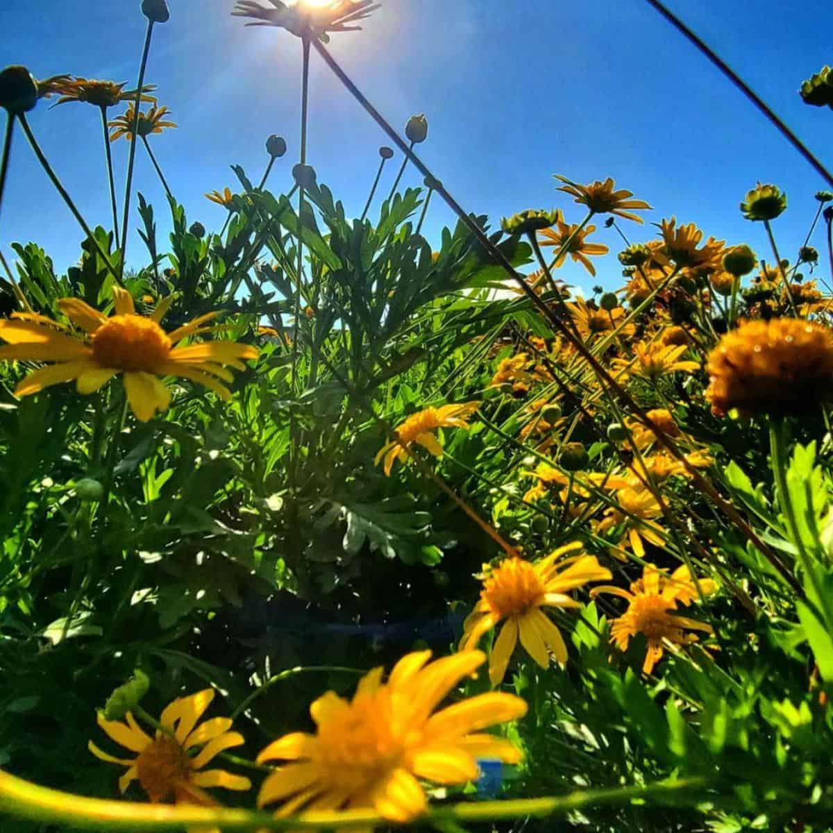 Euryops Bush Daisy: Stunning Blooms To Transform Your Garden