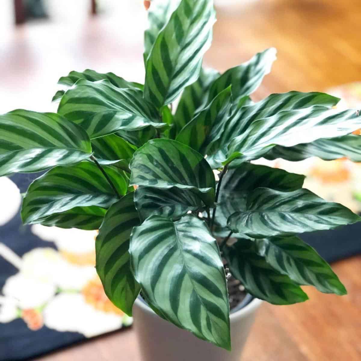 Calathea Freddie Care: Growing Calathea Concinna (Leopardina)