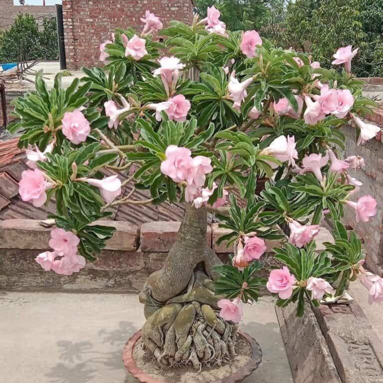 Adenium Arabicum Care: Growing The Arabicum Desert Rose