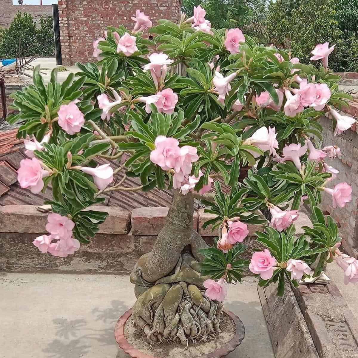 Adenium Arabicum Care: Growing The Arabicum Desert Rose