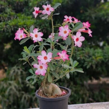 Adenium Arabicum Care: Growing The Arabicum Desert Rose