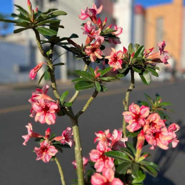 Adenium Arabicum Care: Growing The Arabicum Desert Rose