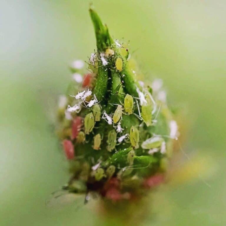 Green Peach Aphid Infestation: Prevention and Control