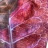 What Are The Common Croton Plant Diseases?