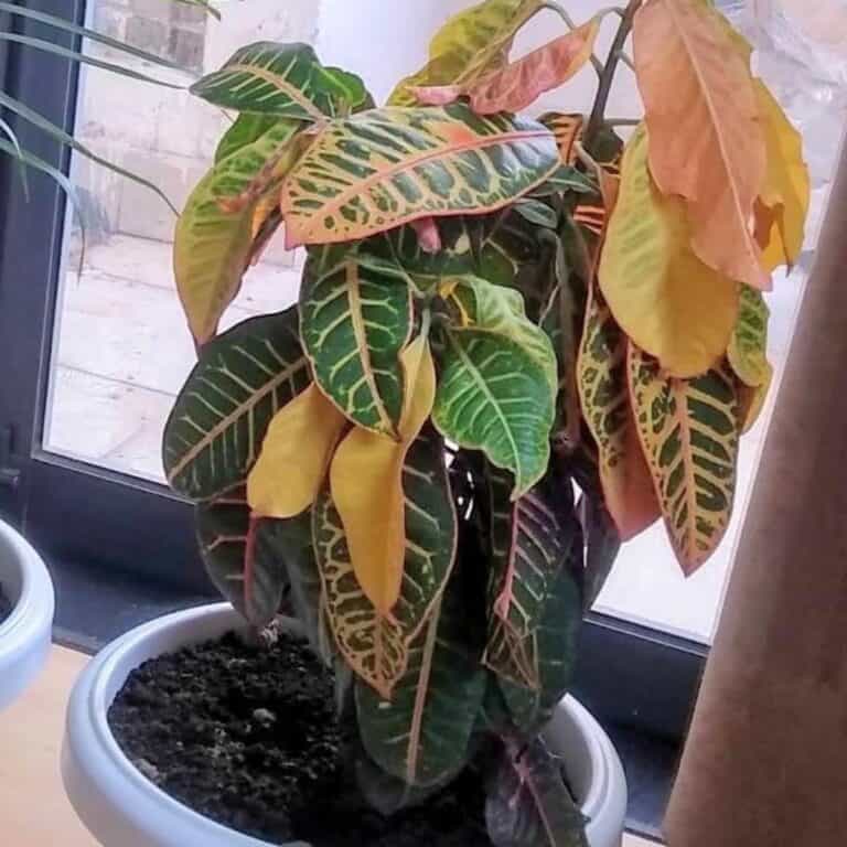 What Are The Common Croton Plant Diseases?