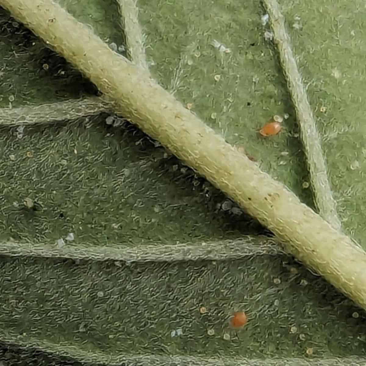 Controlling Spider Mites On Hibiscus Plants