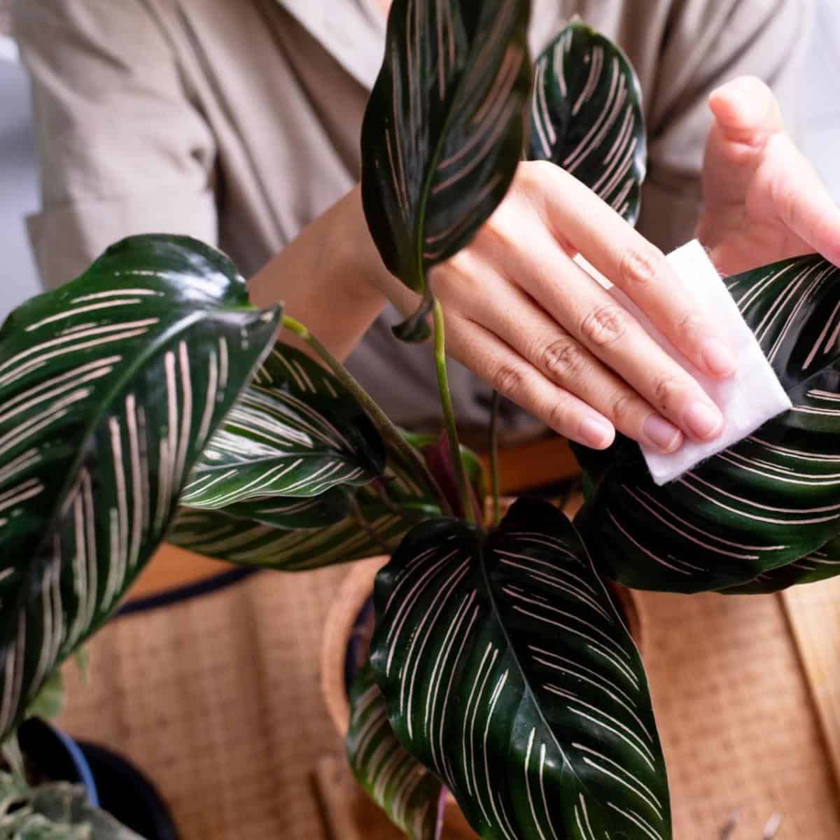 Calathea Beauty Star Care: Growing Beauty Star Calatheas
