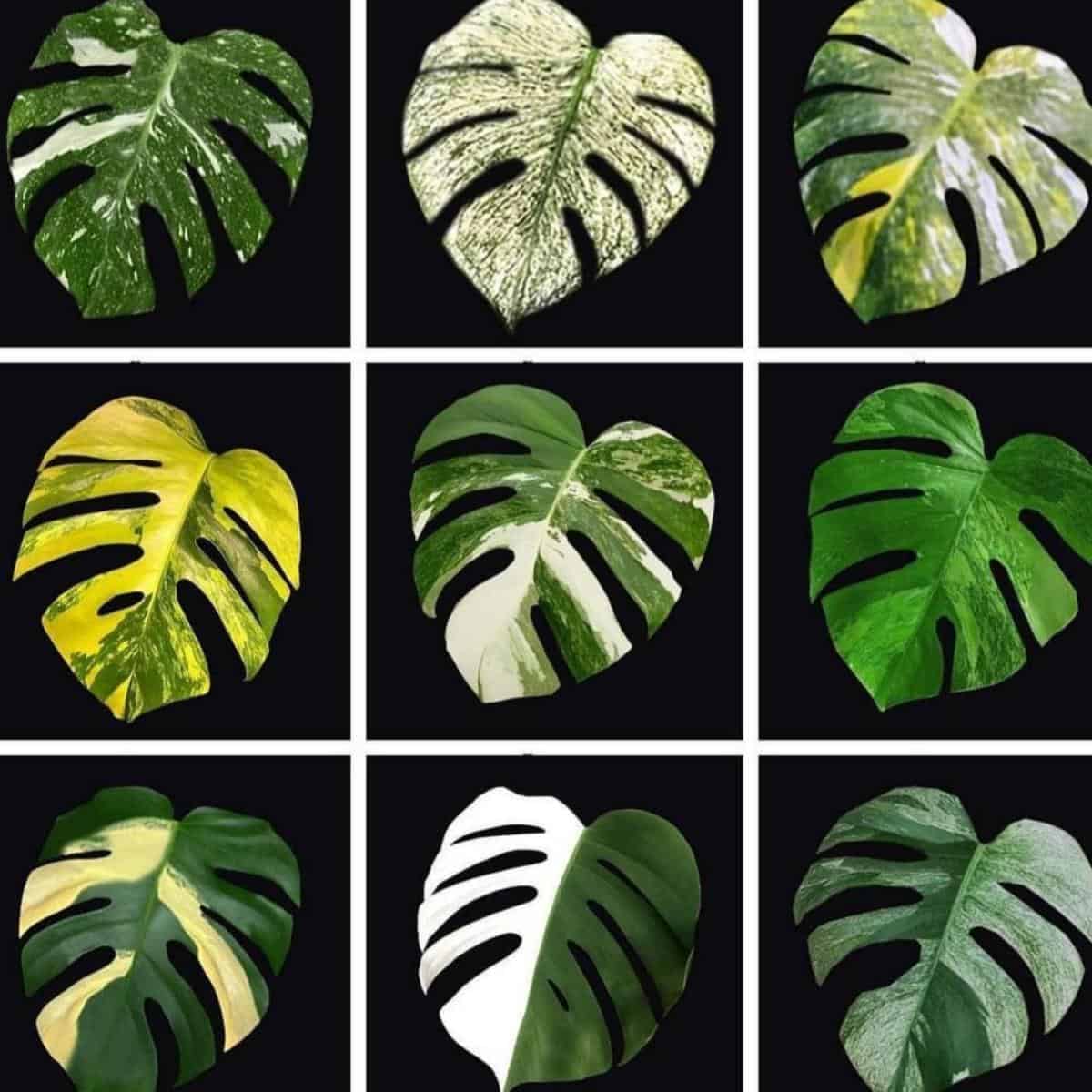 How Often Do Monstera Grow New Leaves?