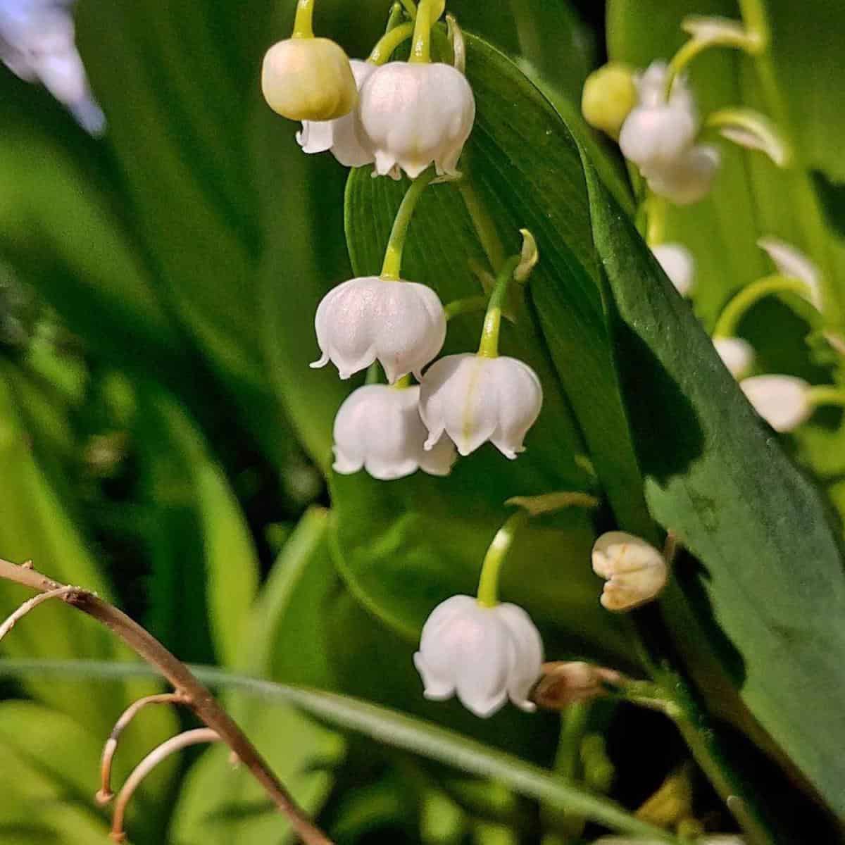 How Do You Get Rid Of Lily Of The Valley