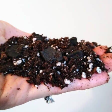 Horticultural Charcoal: What Is It And How Do You Use It?