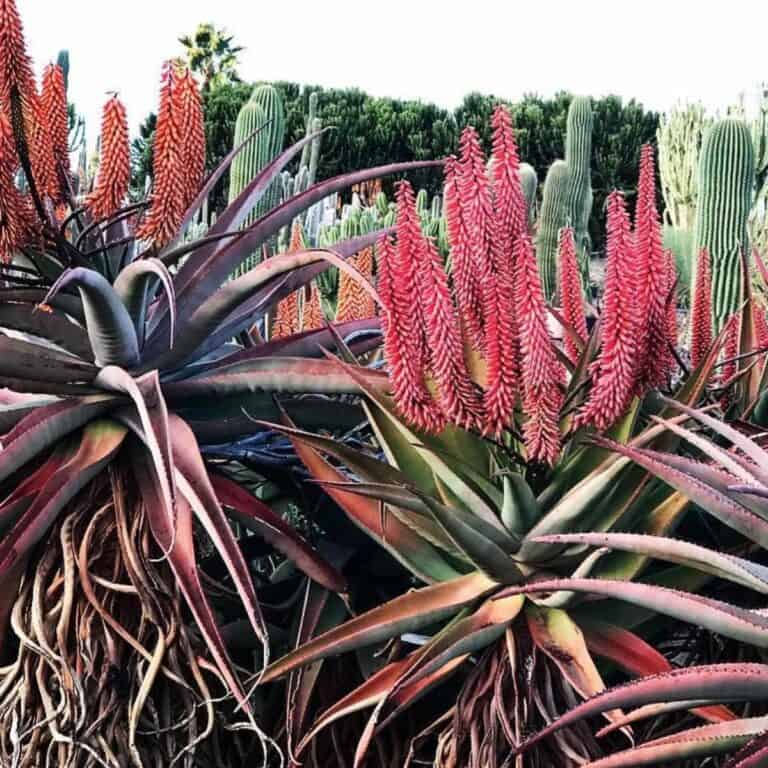 Discover Aloe's Rich Diversity: 18 Types with Photos
