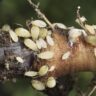How To Get Rid Of Root Aphids Naturally