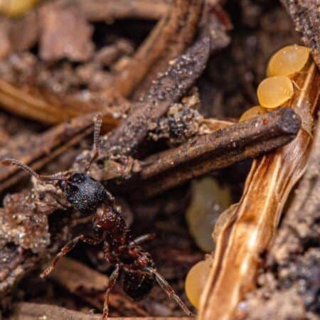 How To Get Rid Of Root Aphids Naturally