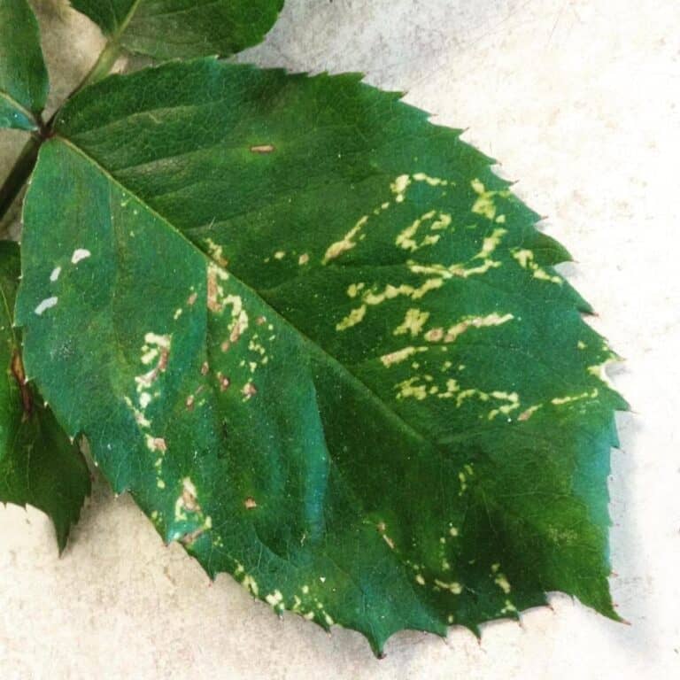 Knock Out Rose Diseases: What To Look For and How To Handle Them?