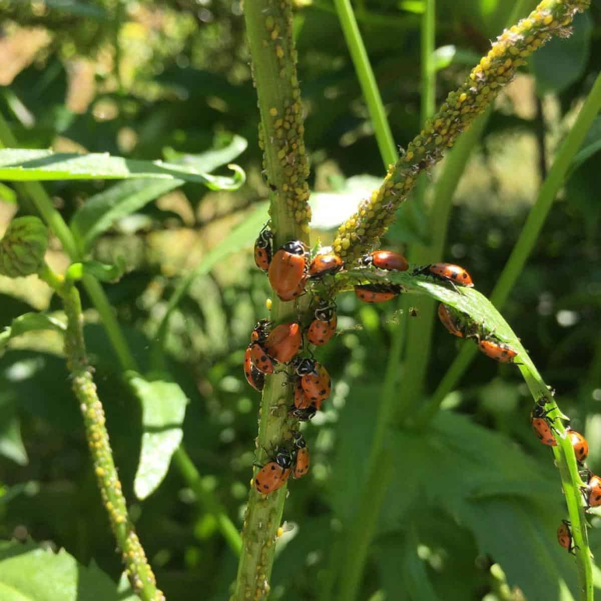 Home Remedy For Aphids: Natural Remedies To Get Rid Of Aphids