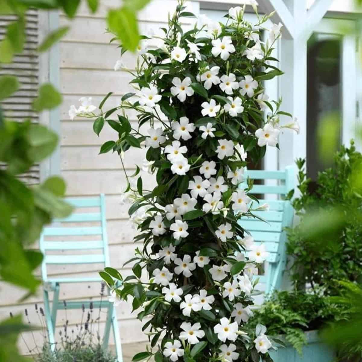 6 Types of Blooming Mandevilla and Dipladenia Vines and Plants