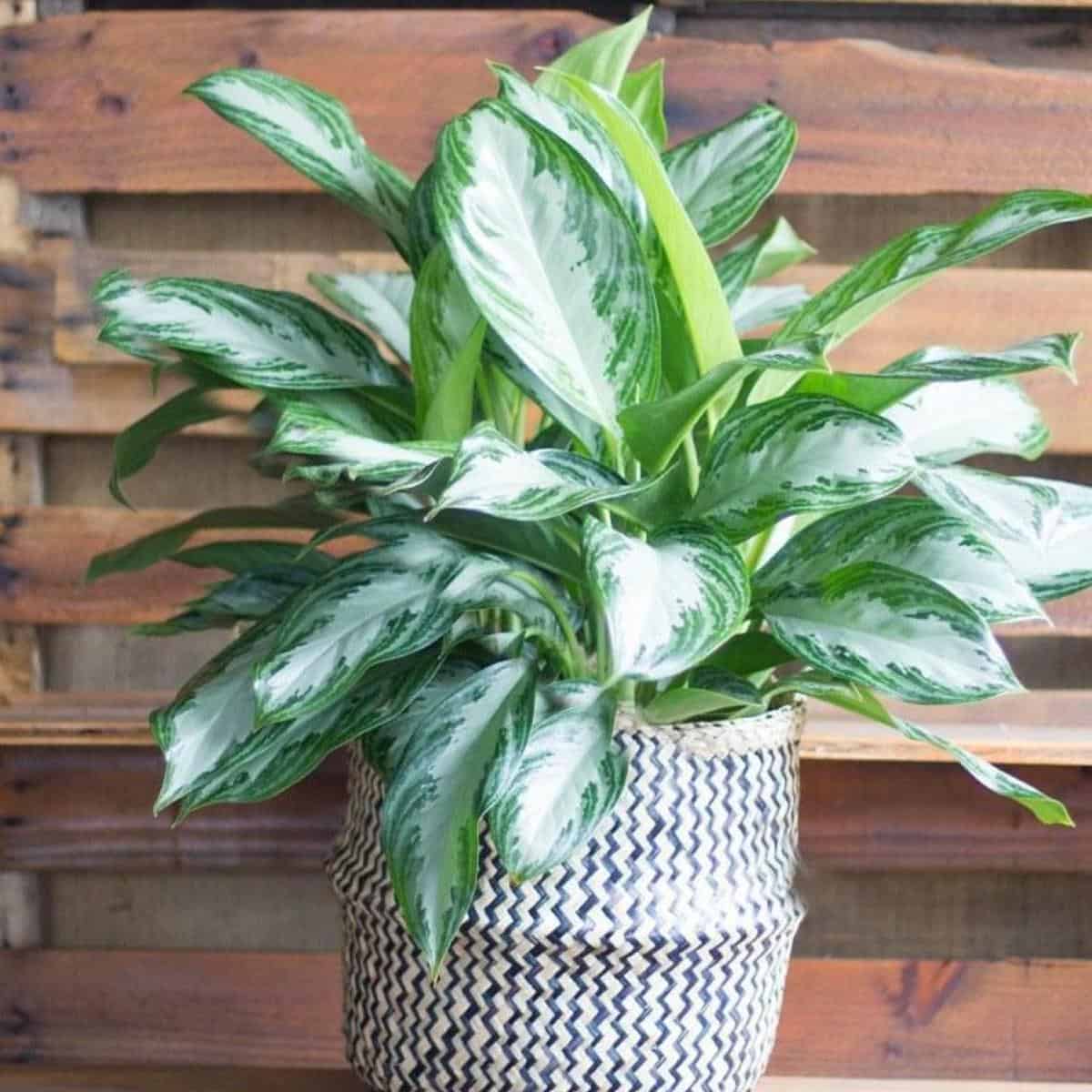 Aglaonema Silver Bay Care