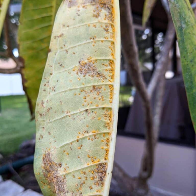 What Is Plumeria Rust Fungus and How To Treat It?